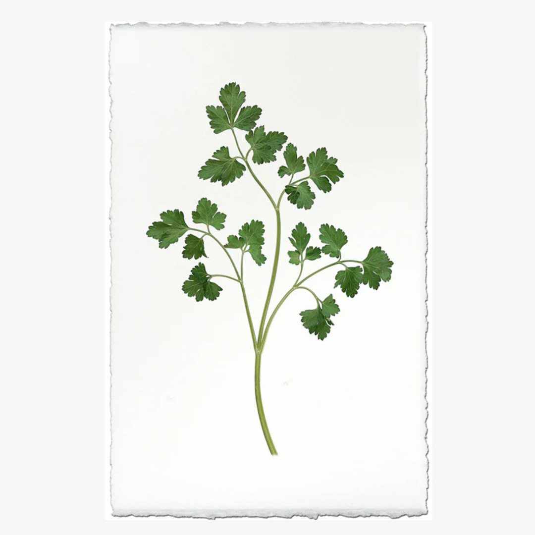 parsley leaf drawing