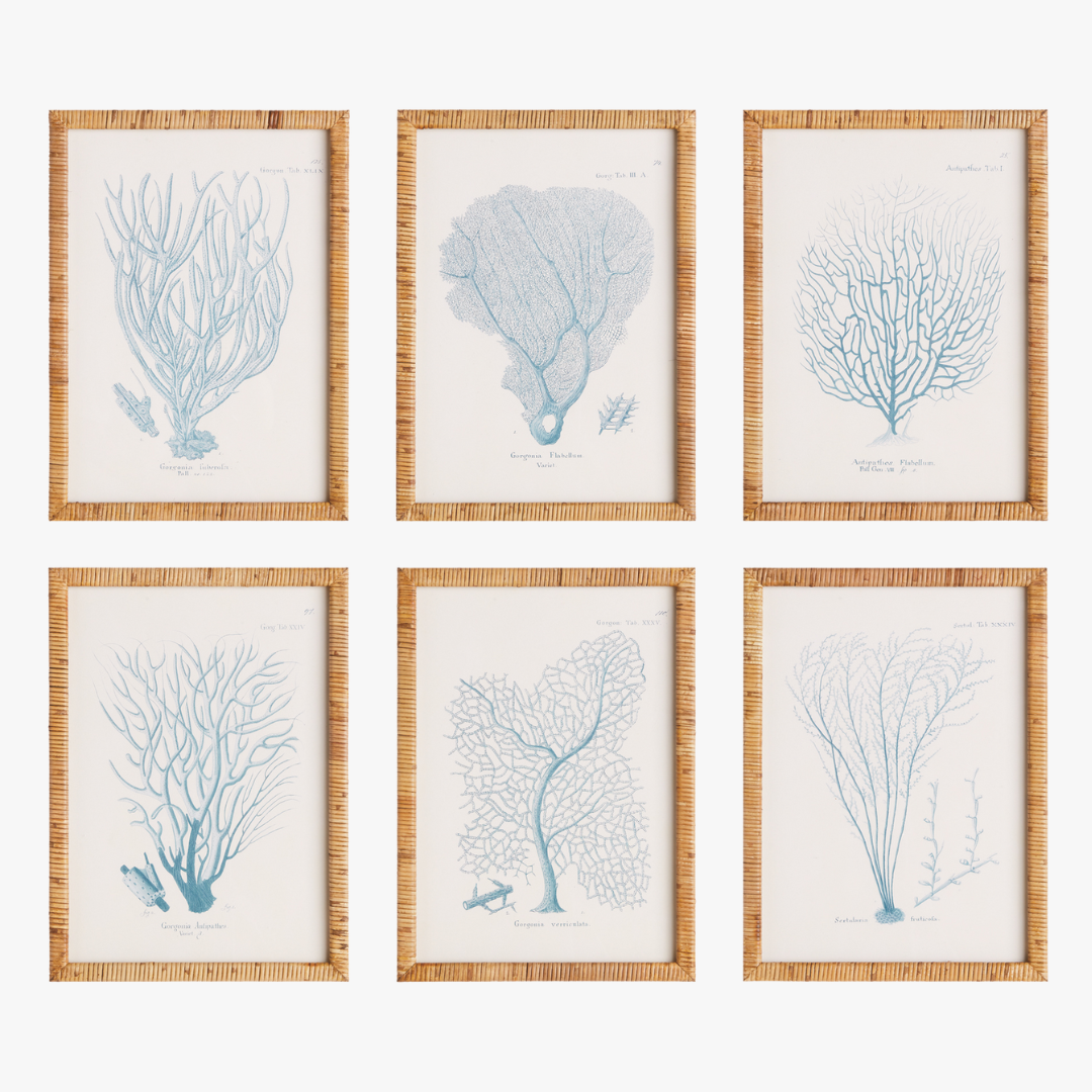 Blue Sea Fan Framed Prints - Coastal Wall Art - Dear Keaton