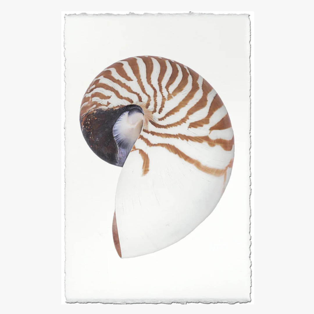Chambered Nautilus Art Print - Coastal Shell Art Prints - Dear Keaton
