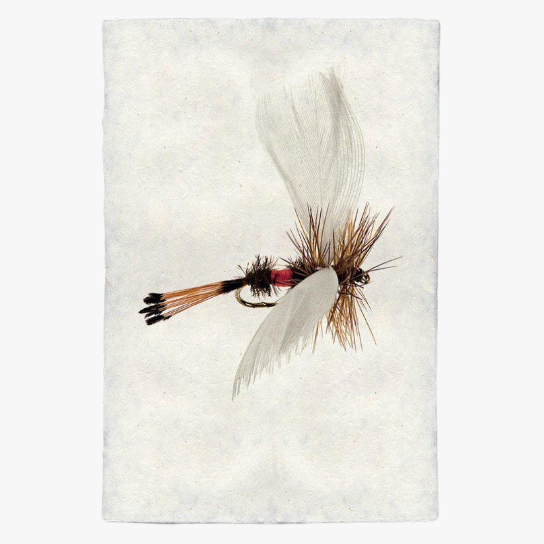 Coachman Fanwing Fishing Fly Print - Wall Art Prints - Dear Keaton