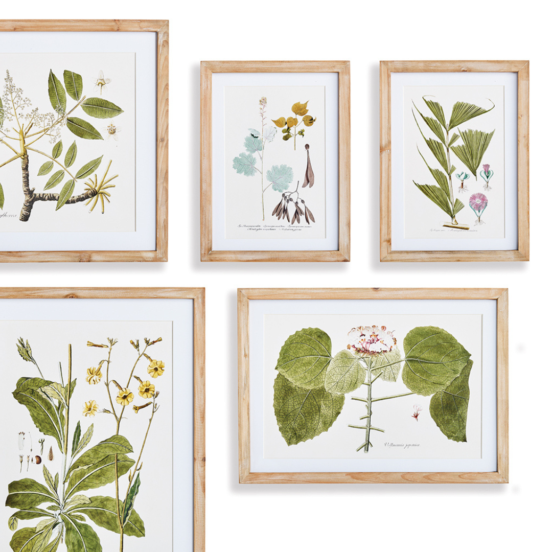 Flora and Fauna Gallery Framed Prints - Botanical Art - Dear Keaton