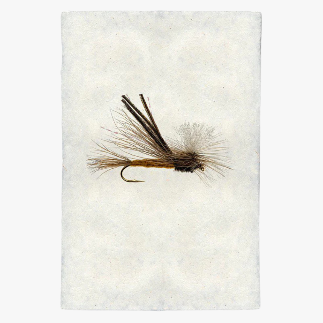 Royal Wulff Fishing Fly Print - Wall Art Prints - Dear Keaton