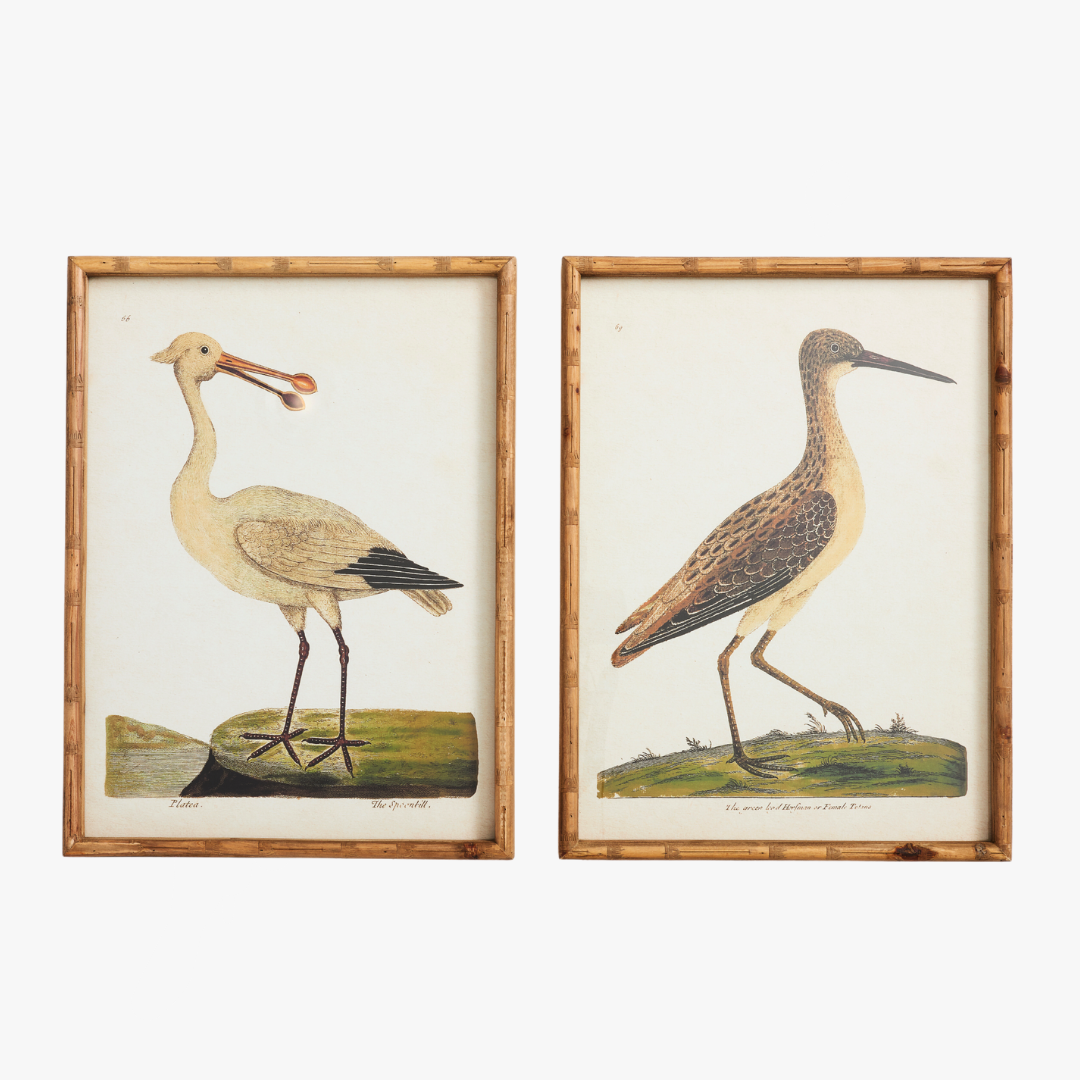Shorebird Prints - Framed Coastal Wall Art - Dear Keaton