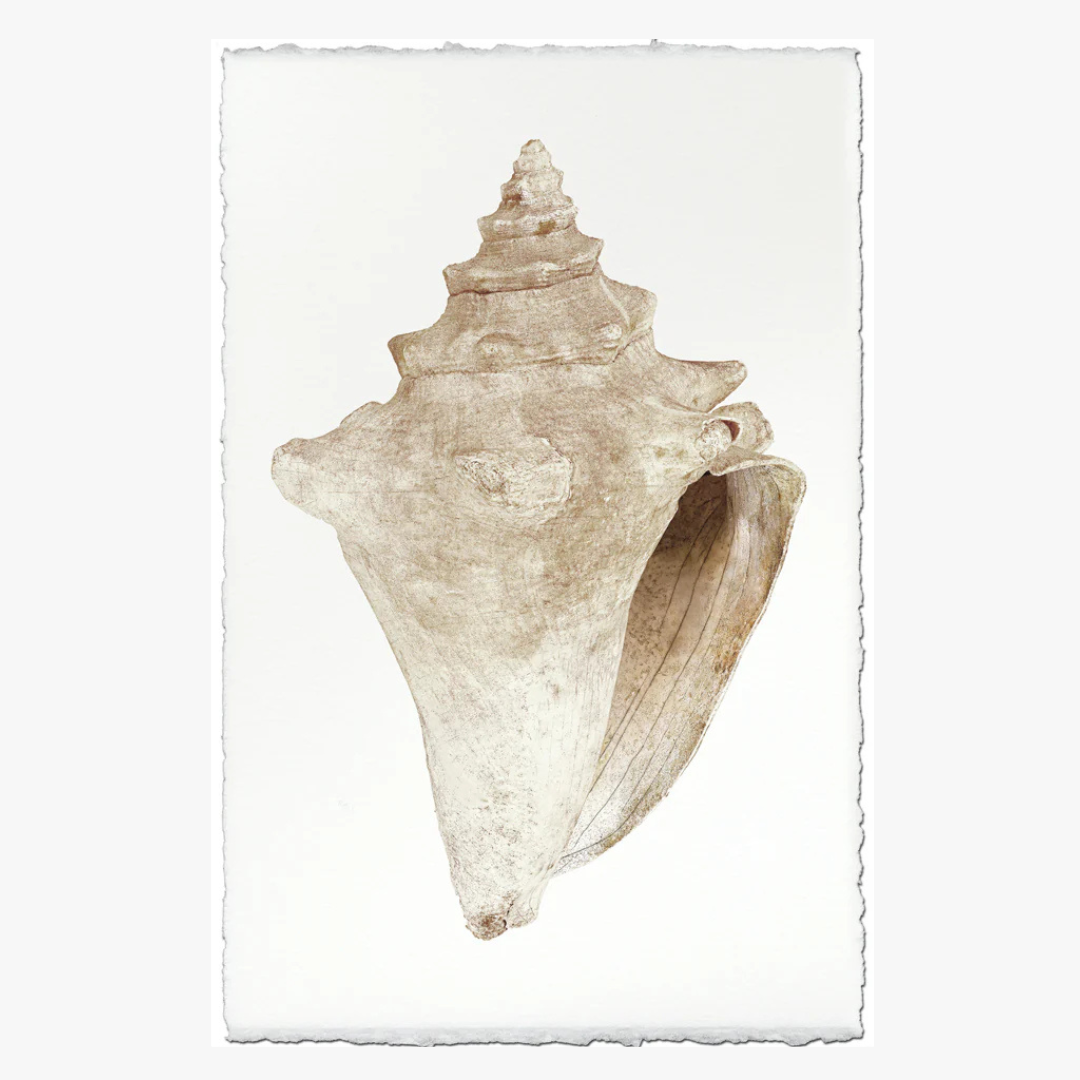 Weathered Conch Art Print - Coastal Shell Art Prints - Dear Keaton