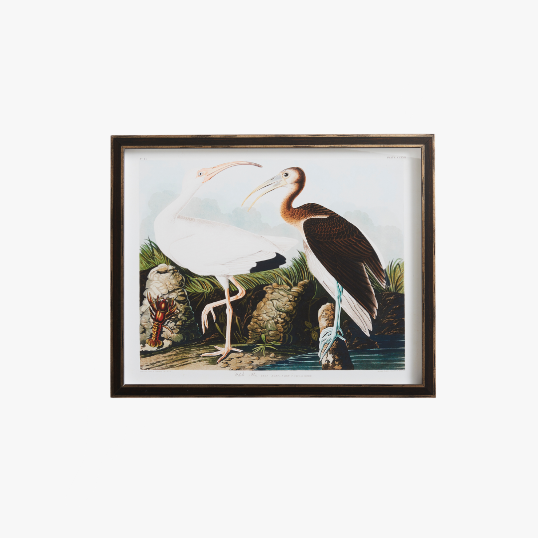 White Ibis Bookplate Print - Framed Coastal Wall Art - Dear Keaton