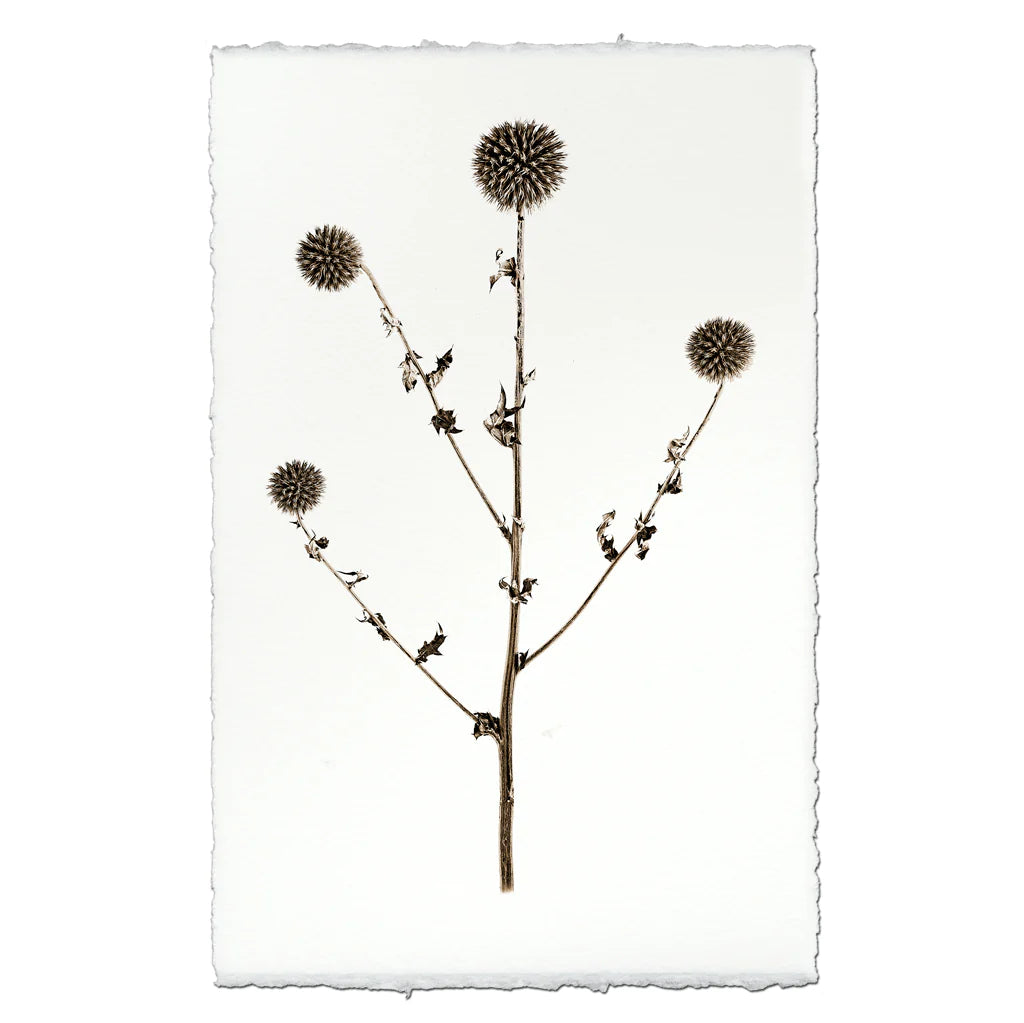 Globe Thistle Botanical Print - Sepia Tones Wall Art- Dear Keaton